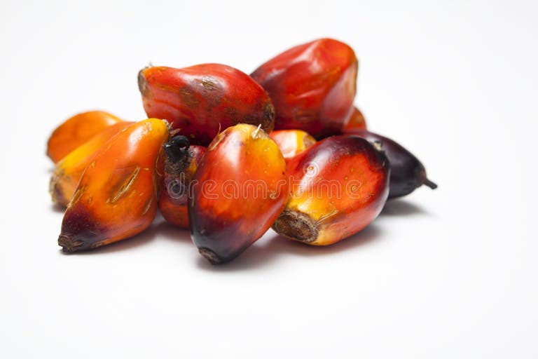 3,537 Palm Tree Seeds Stock Photos - Free & Royalty-Free Stock Photos ...