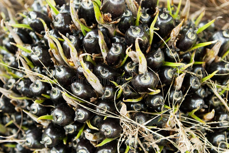 Palm Oil Seeds stock image. Image of agricultural, east - 15663623
