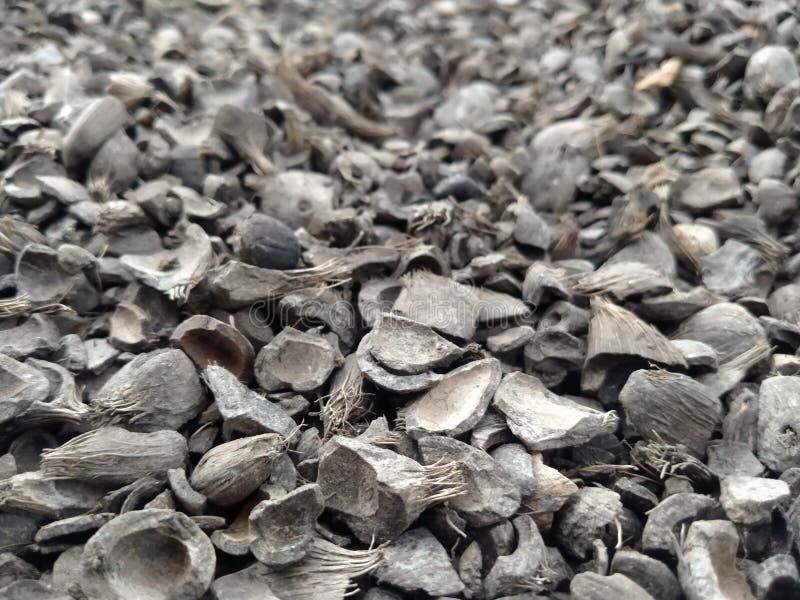 Palm oil shell fragments stock photo. Image of palm - 264687068