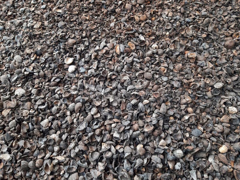 Palm oil shells stock image. Image of tree, energy, incenerator - 360887733