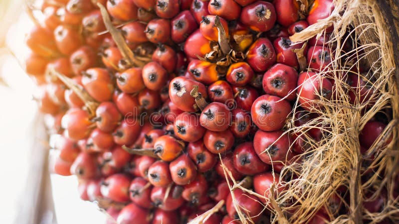 Palm oil tree stock image. Image of environment, cooking - 152599059