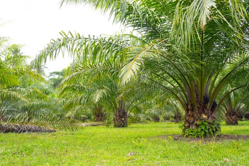 Palm Oil Seed stock photo. Image of food, biofuel, industrial - 18604164