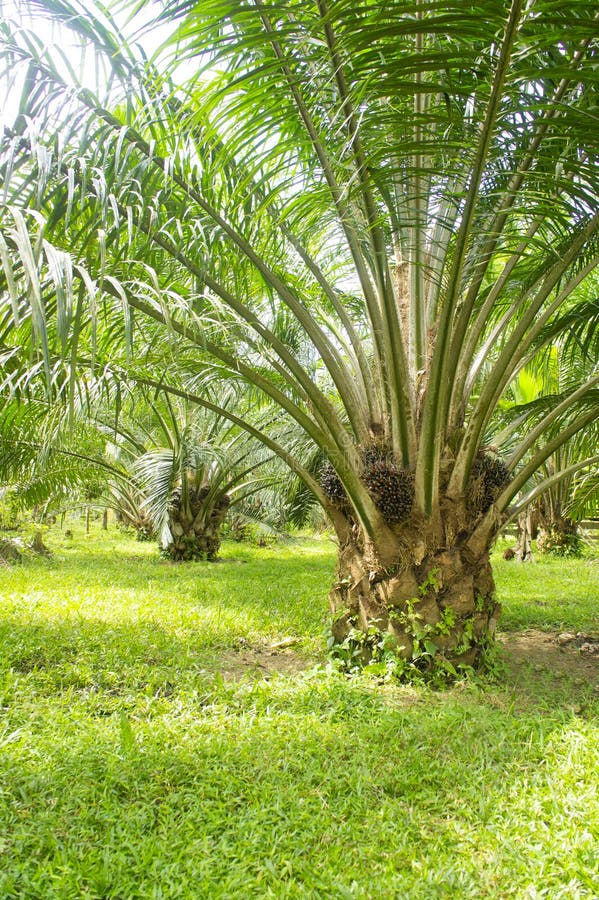 47+ Palm oil tree Free Stock Photos - StockFreeImages