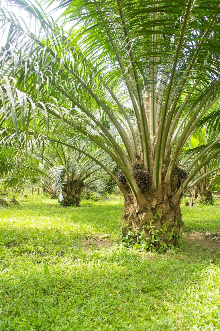 16,137 Palm Oil Tree Stock Photos - Free & Royalty-Free Stock Photos ...
