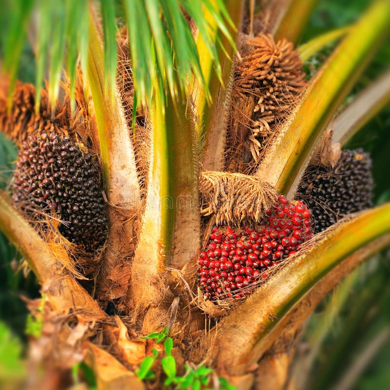 42+ Palm oil tree Free Stock Photos - StockFreeImages