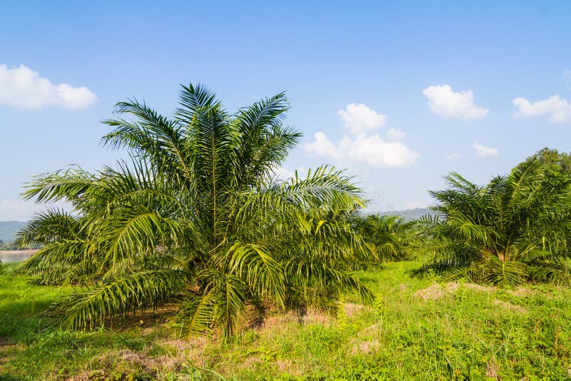 Palm oil tree stock image. Image of fruit, field, grow - 36176329