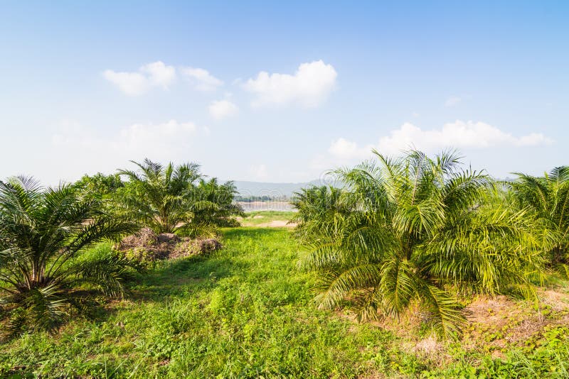 Palm oil tree stock photo. Image of agricultural, production - 36176702