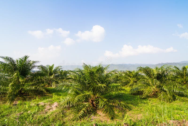 Palm oil tree stock photo. Image of fruit, agricultural - 36176856