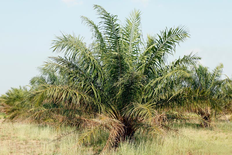Palm, Oil Tree Palm Garden, Palm Plantation Stock Image - Image of ...