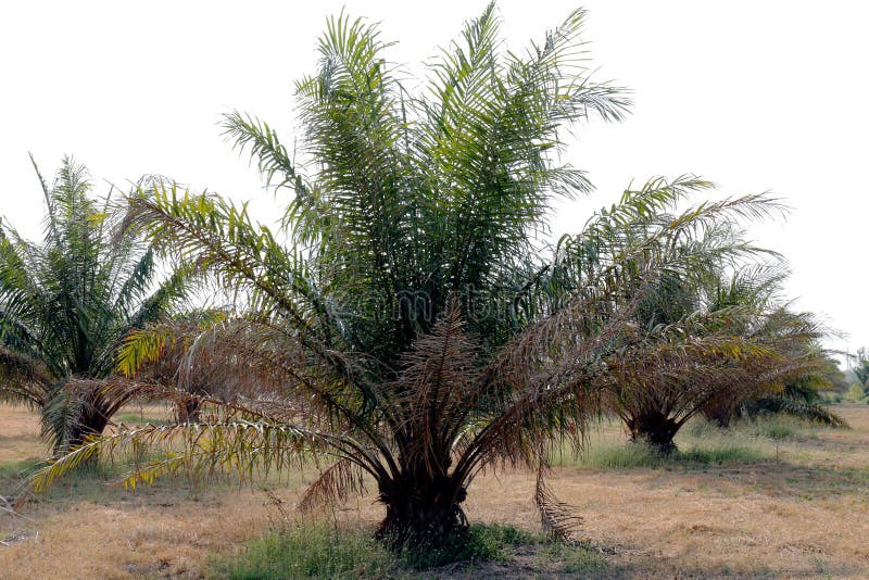 Palm, Oil Tree Palm Garden, Palm Plantation Stock Photo - Image of ...
