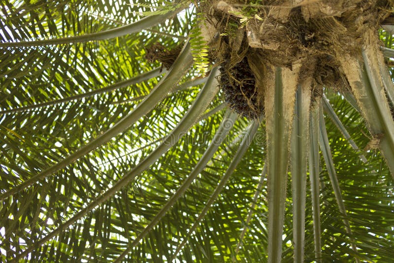 Palm Oil Tree stock photo. Image of vegetable, orange - 45037376
