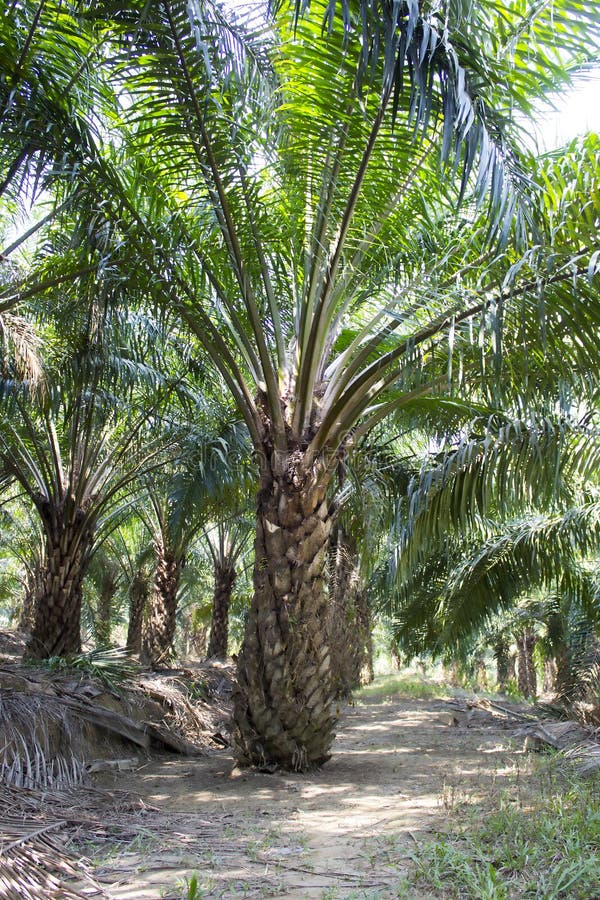 Palm oil tree plantations stock photo. Image of agriculture - 39345838