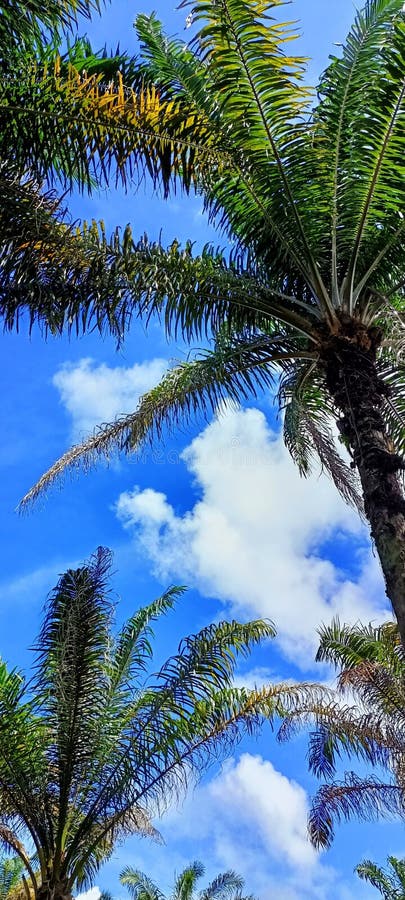 Palm oil tree stock image. Image of palm, cloud, tree - 311596071