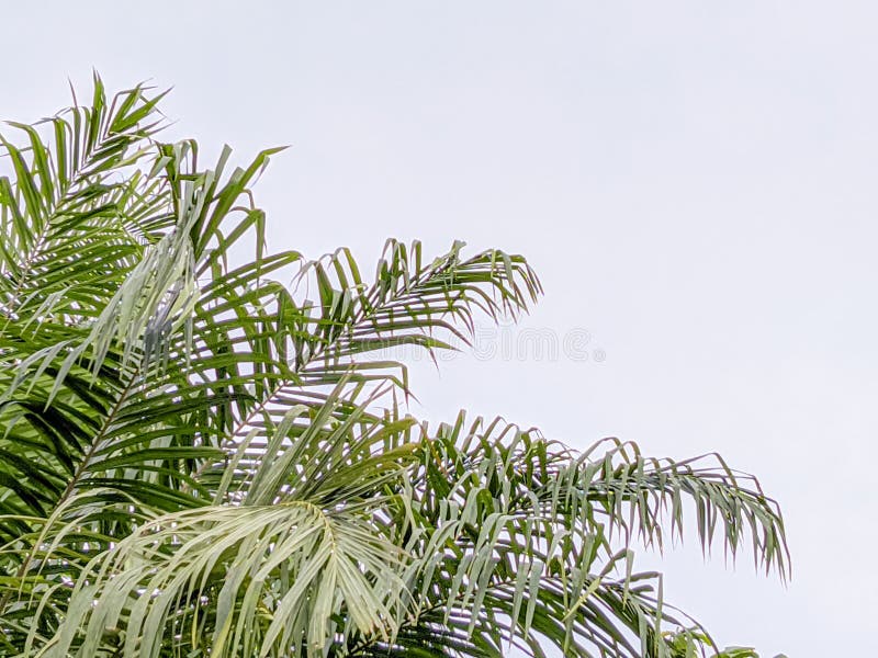 Palm Oil Tree on White Background. Stock Image - Image of palm ...
