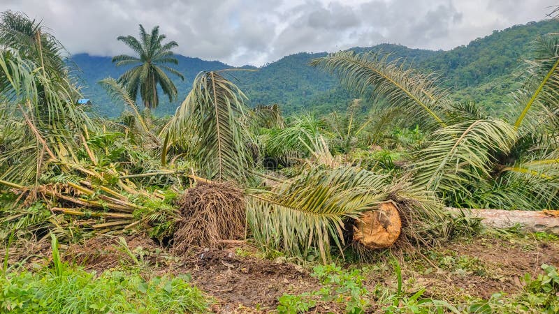Palm Oil Trees are Cut Down because they are Not Productive Stock Image ...