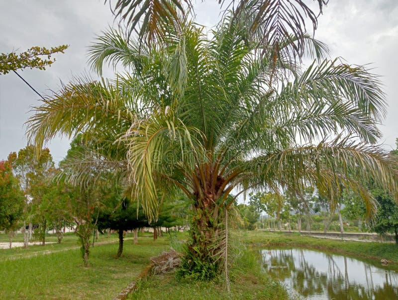 Palm Oil Trees on the Edge of the Fish Pond Stock Photo - Image of palm ...
