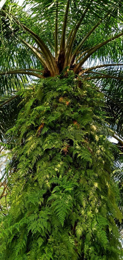 Palm oil tree stock image. Image of trees, ferns, fern - 324123765