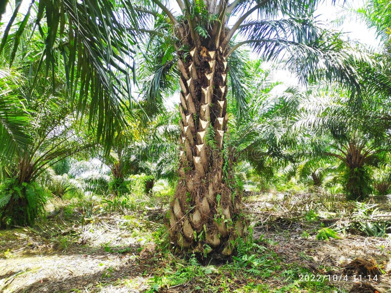 Palm Oil Trees with Prunning Stock Photo - Image of prunni, trunk ...
