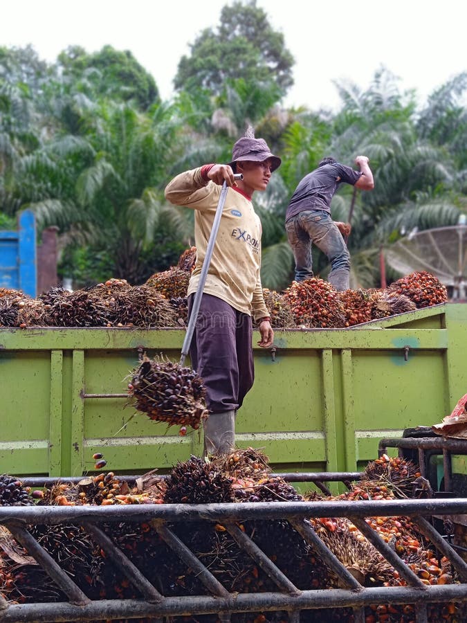 Palm Oil Workers are Thirsty Editorial Stock Photo - Image of flower ...
