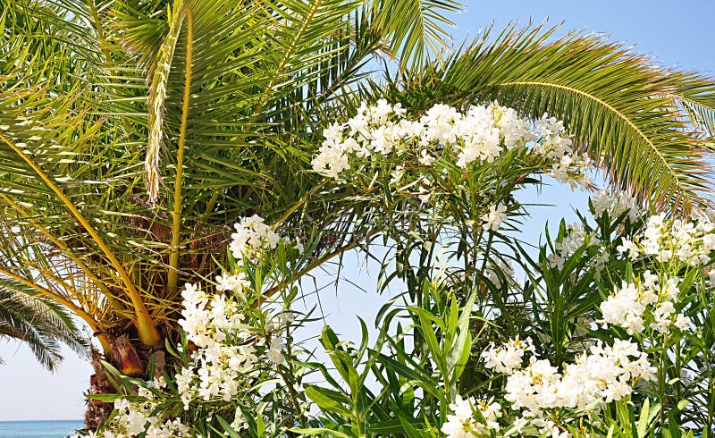 Palm and oleander stock image. Image of blooming, detailed - 84498575