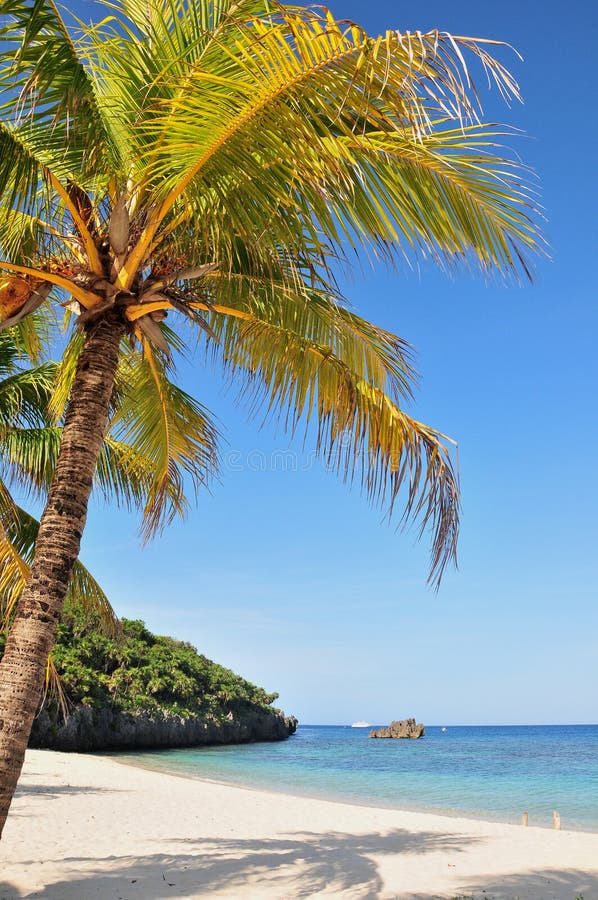 Tropisch strand stock foto. Image of droom, strand, palm - 4885056