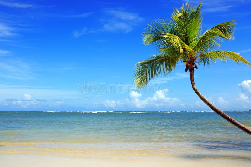 Palm Op Wit Tropisch Strand De Achtergrond Van De Reis Stock Foto ...