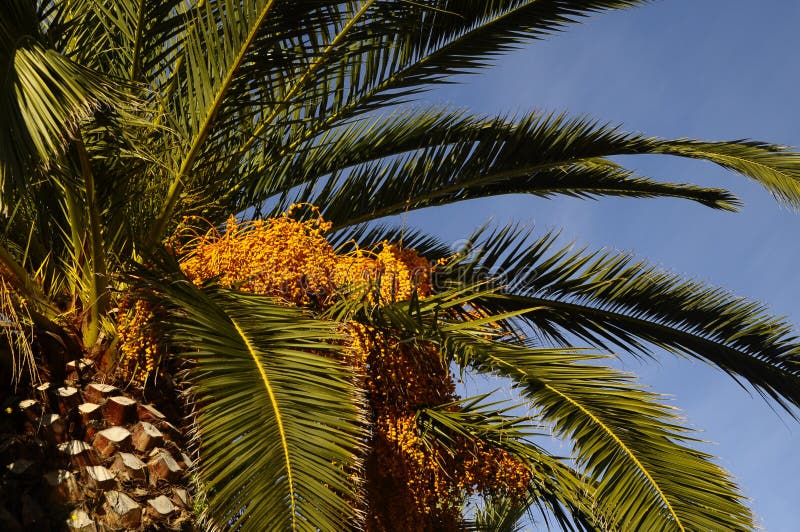 Orange dates stock image. Image of flora, dates, dactylifera - 16958549