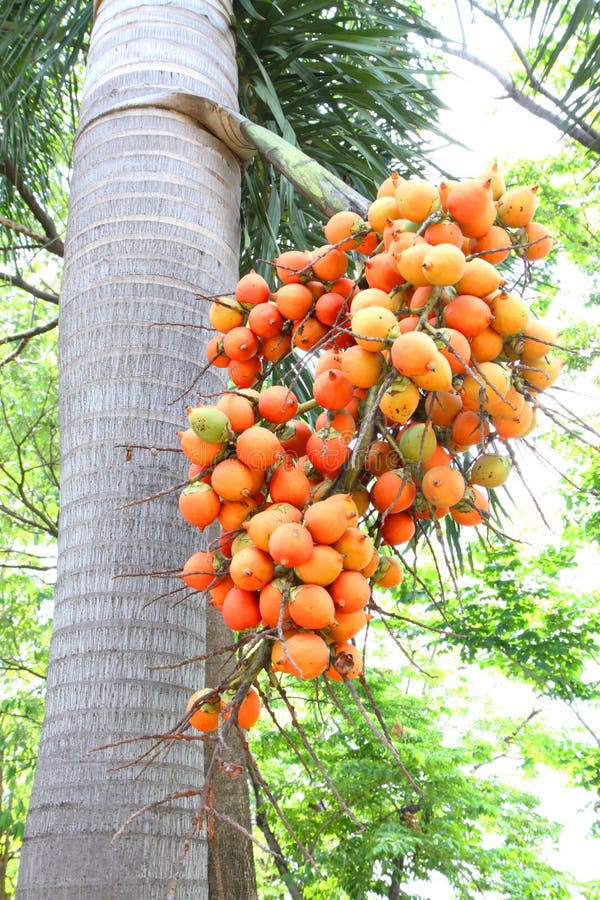 Palm stock image. Image of orange, garden, tall, nature - 42478425