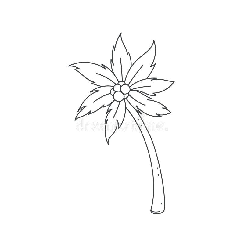 Palm Outline Vector Sketch Botanical Illustration. Tropic Palm Leaves ...