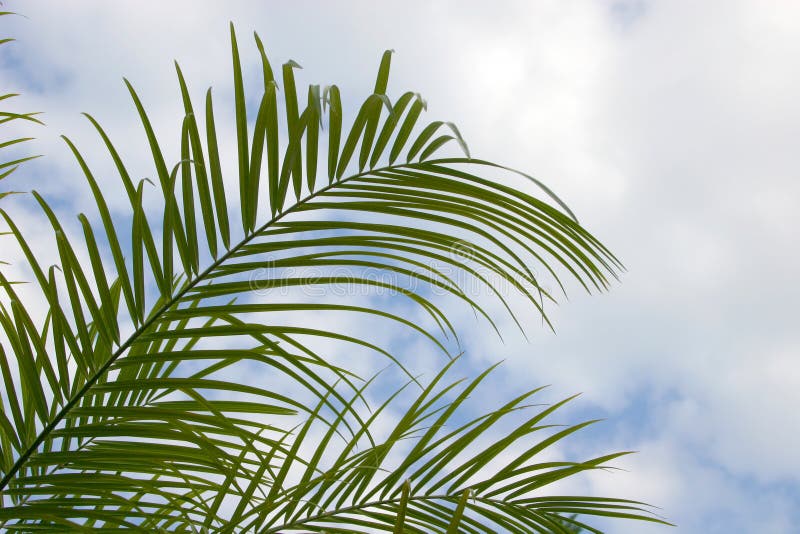 Palm Palm fronds stock photo. Image of blue, tree, cloudy - 134842 Palm Palm fronds stock photo. Image of blue, tree, cloudy - 134842