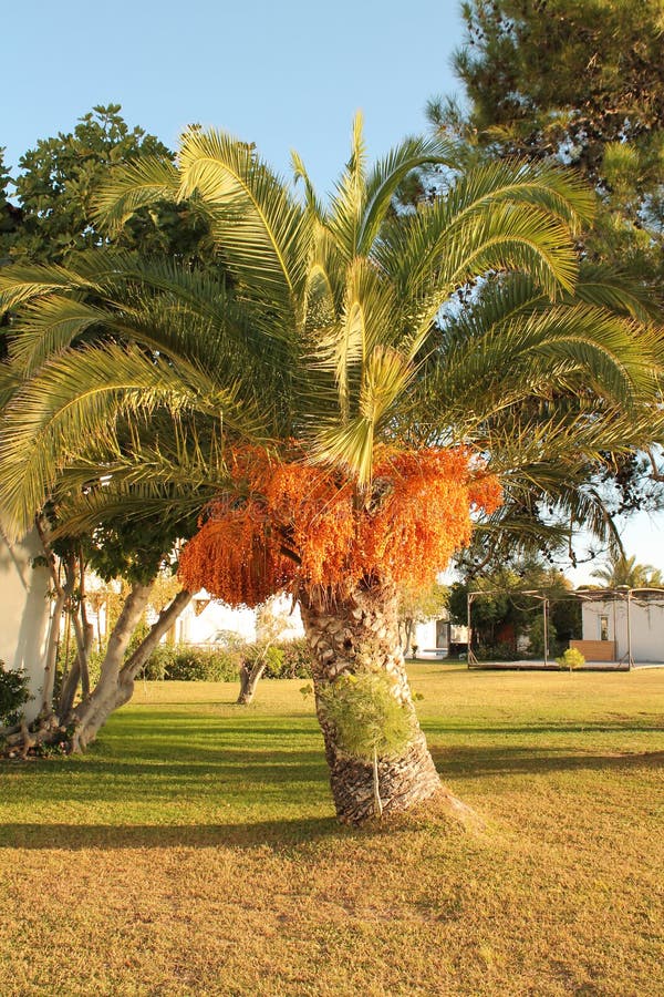 Palm stock image. Image of green, coconuts, trunk, autumn - 35302417