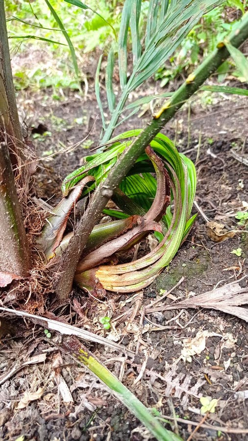 139 Abnormal Palm Stock Photos - Free & Royalty-Free Stock Photos from ...