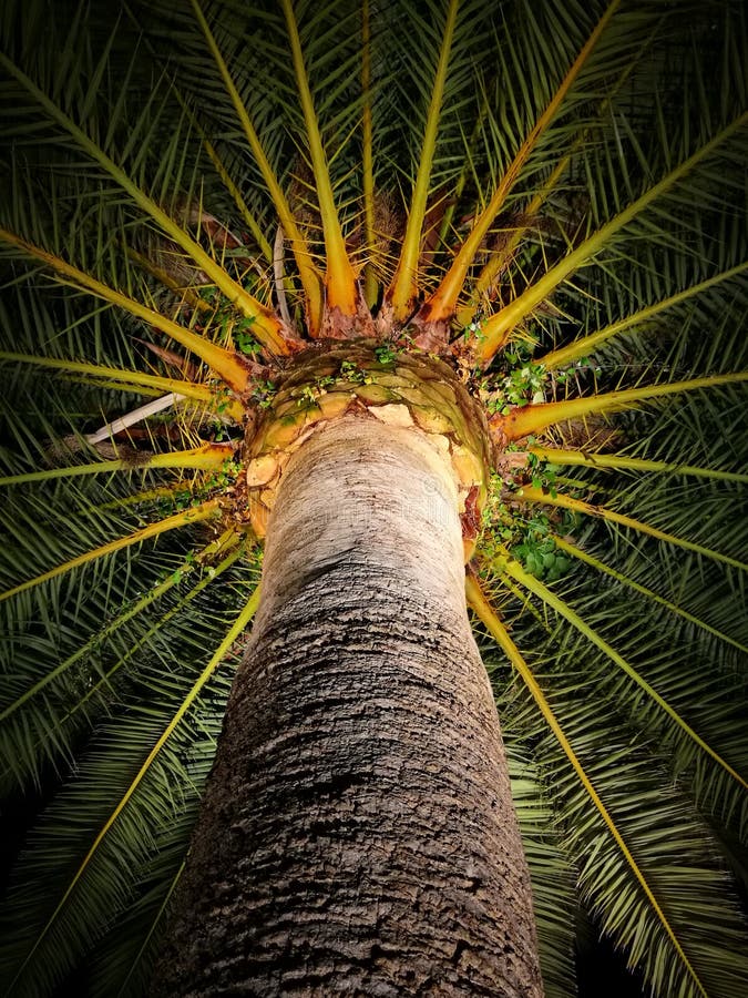 Paml Tree in Light Colors stock image. Image of palm - 132488975