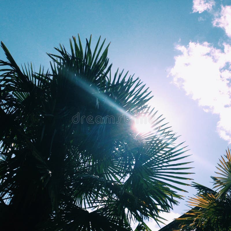 Palm paradise stock image. Image of palm, paradise, summer - 67895965