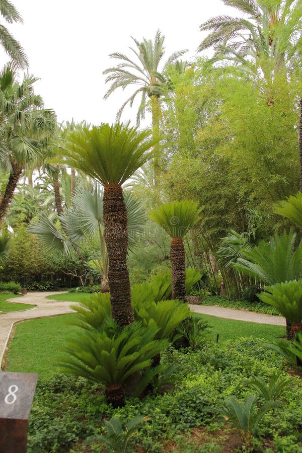 Palm Park in Elche, Alicante, Spain. August of 2021 Editorial Photo ...