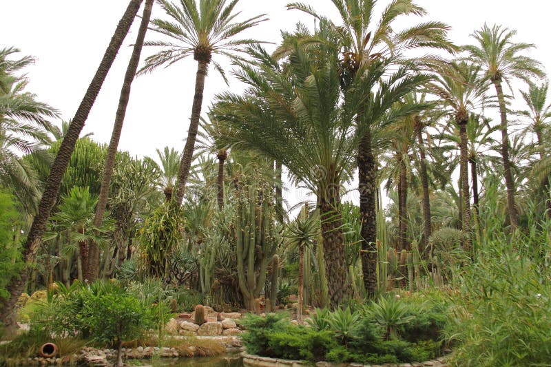Palm Park in Elche, Alicante, Spain. August of 2021 Editorial Stock ...