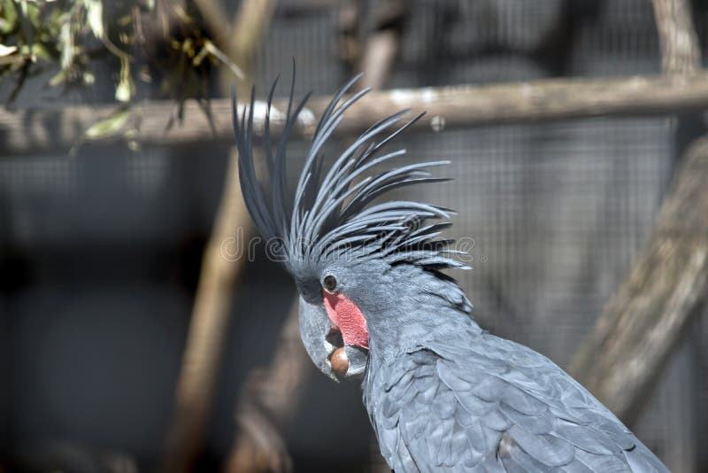 Palm parrot side view stock image. Image of parrot, brown - 103687609