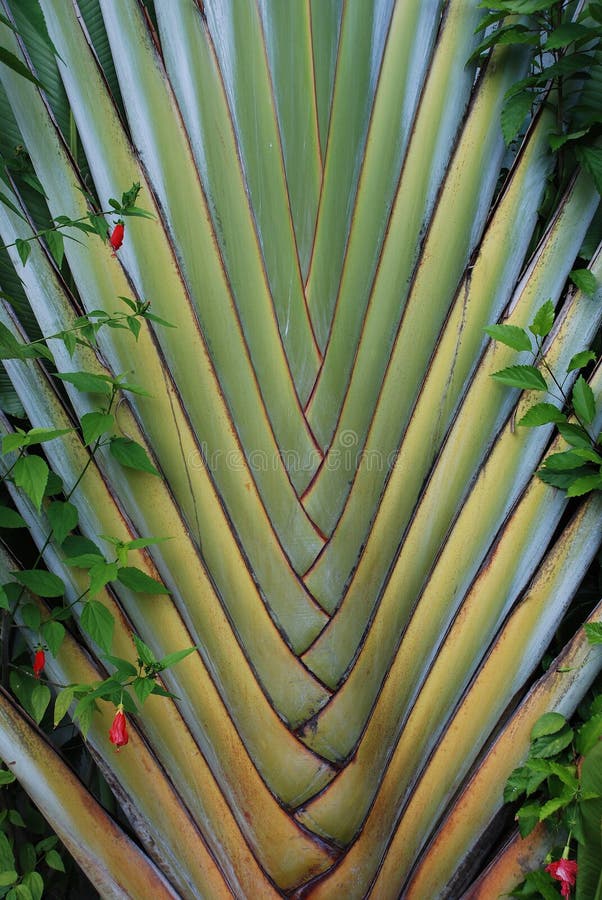 Palm Pattern stock image. Image of green, shore, coast - 10680573