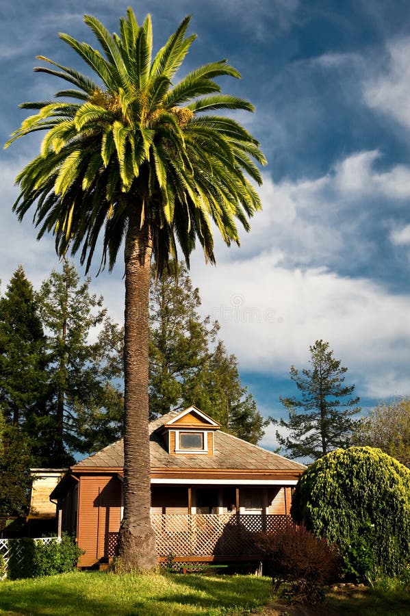 Palm and Pine stock photo. Image of dawn, date, palm, house - 9249396