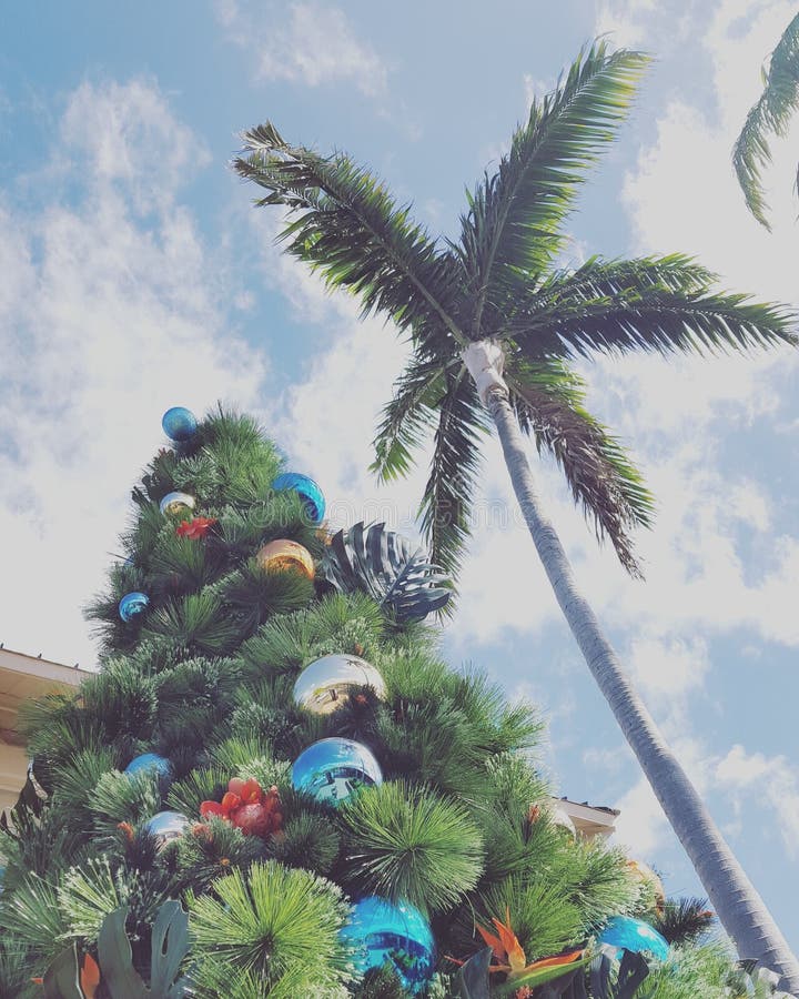 Palm and a pine stock image. Image of palm, hawaii, pine - 71740631