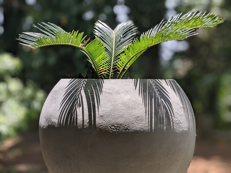 Palm plant on a circle pot stock photo. Image of water - 257899268