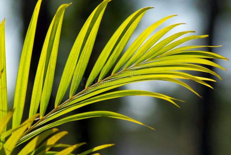 Palm Plant Leaves stock photo. Image of botanical, botany - 9284254