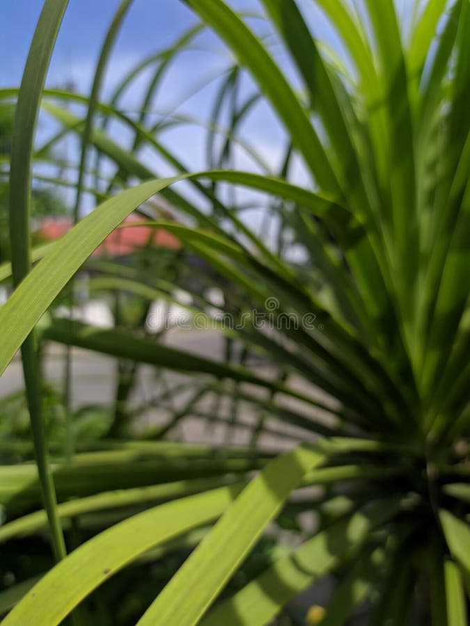 Sharp Leaves of a Palm Cactus Seen from Below Stock Photo - Image of ...