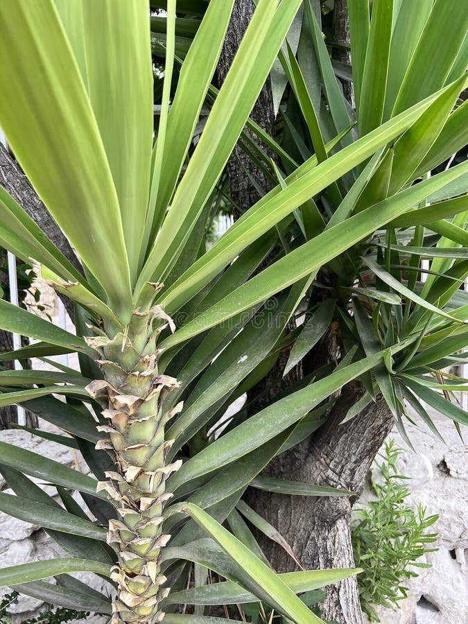 Palm Plant stock image. Image of plants, spike, green - 288459647