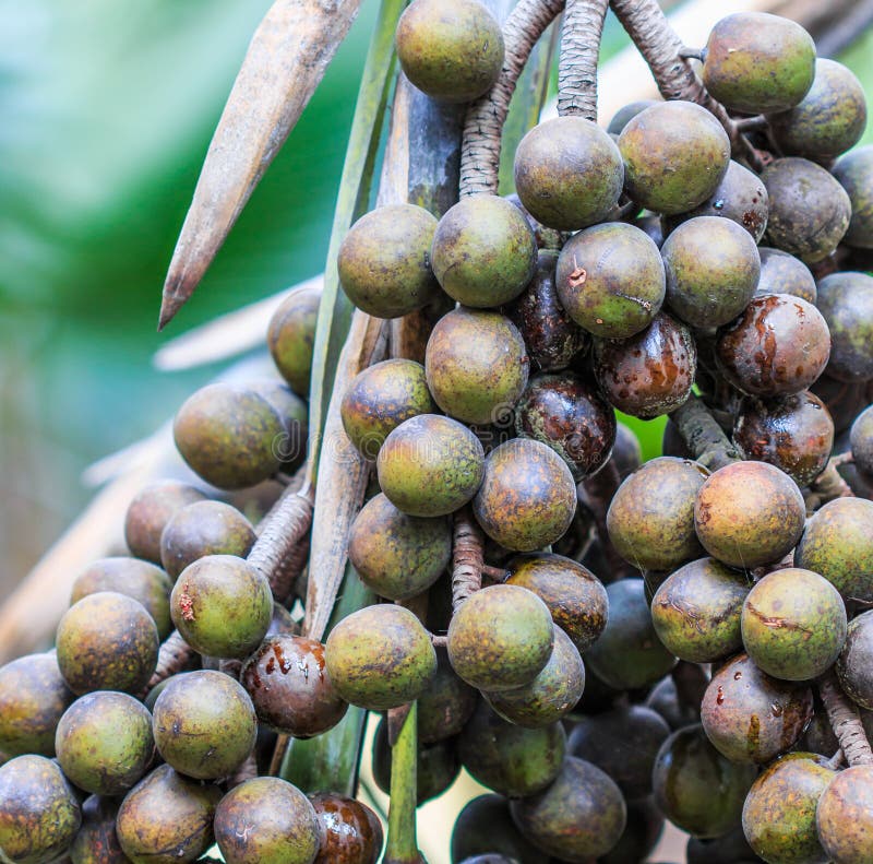 Tea plantation stock photo. Image of farm, agricultural - 38291222