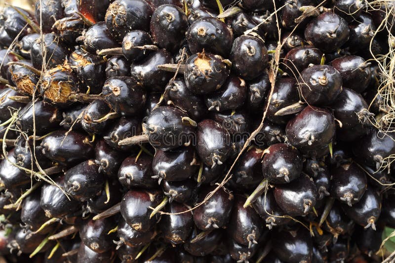 Palm Plat Seed Cluster Fruit Stock Image - Image of outdoor, palm: 28544487