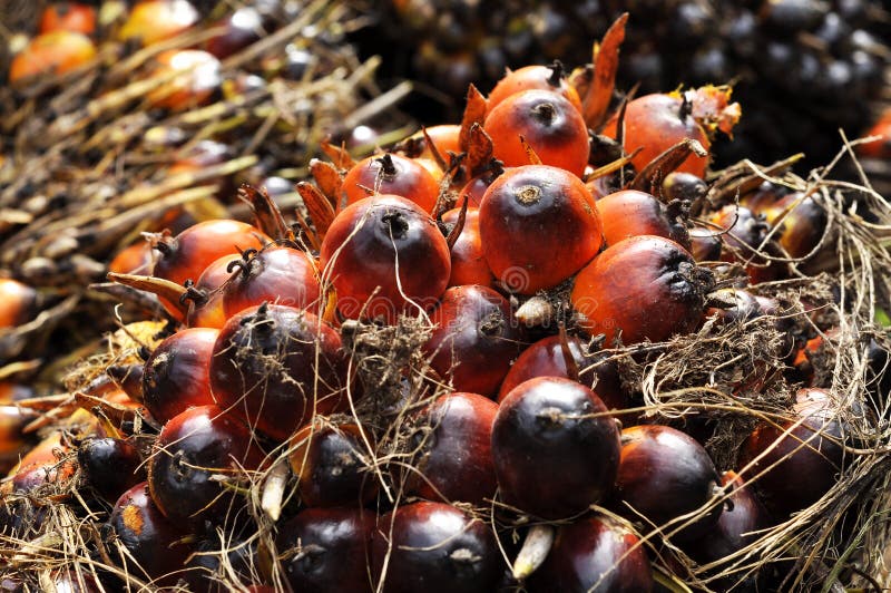 Palm Plat Seed Cluster Fruit Stock Image - Image of outdoor, palm: 28544487