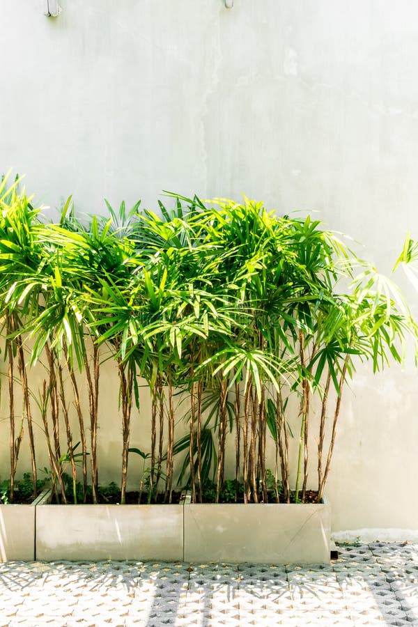 Palm in pot stock image. Image of houseplant, palms - 156250435