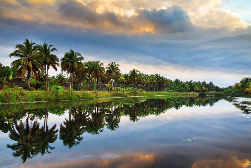 Palm reflection stock photo. Image of holiday, forest - 54114228