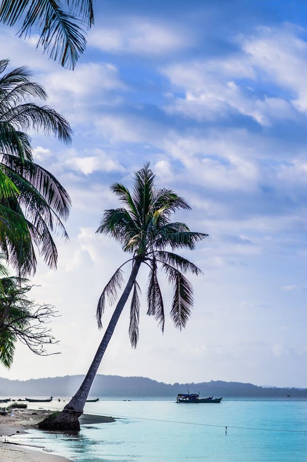 Palm at Remote Beach on Phu Quoc Island - Vietnam Stock Photo - Image ...